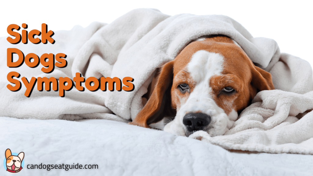 20 Symptoms Your Dog's Sick & Here's how you CAN Treat!