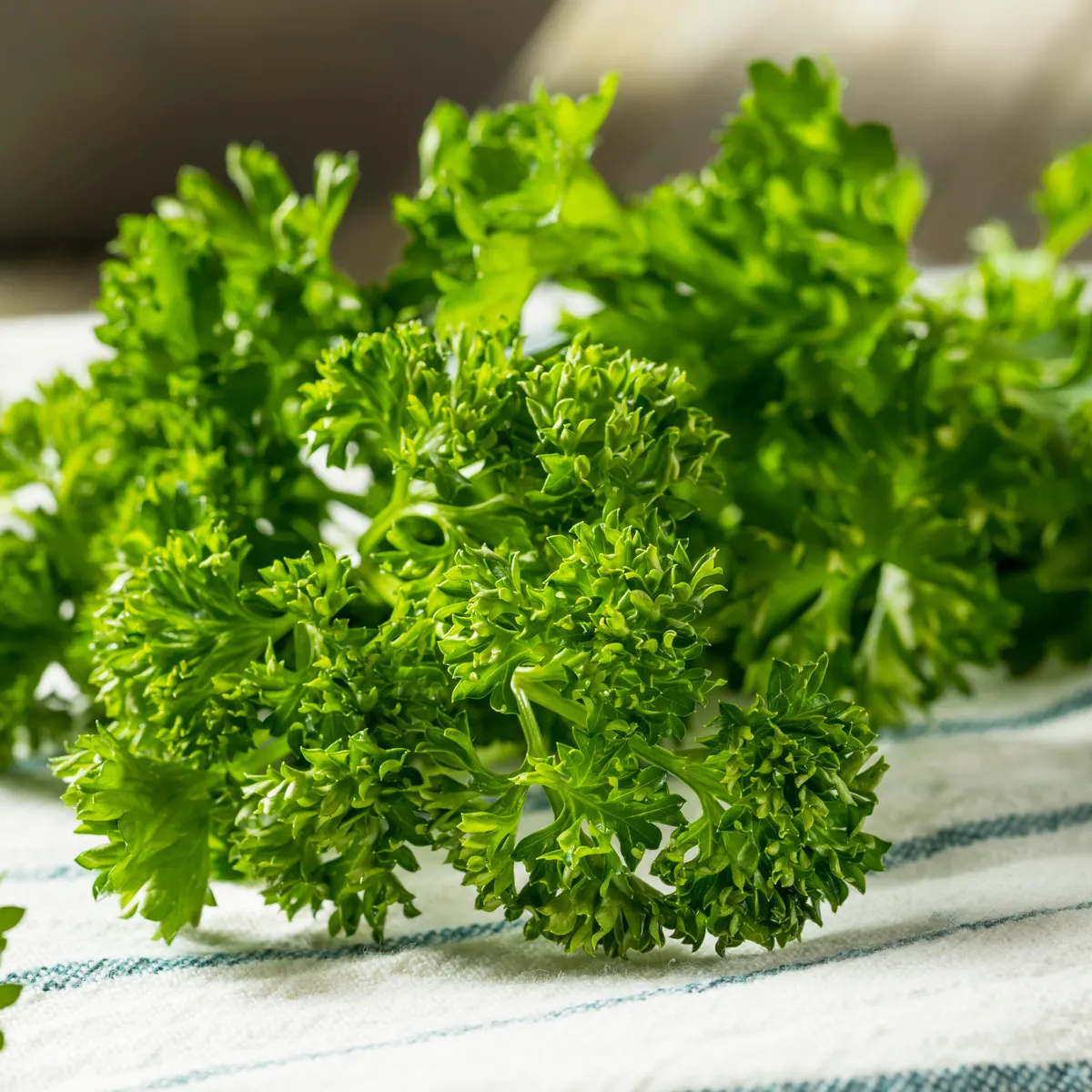 9 Safe Herbs For Dogs - How to Improve Your Dog's Health?