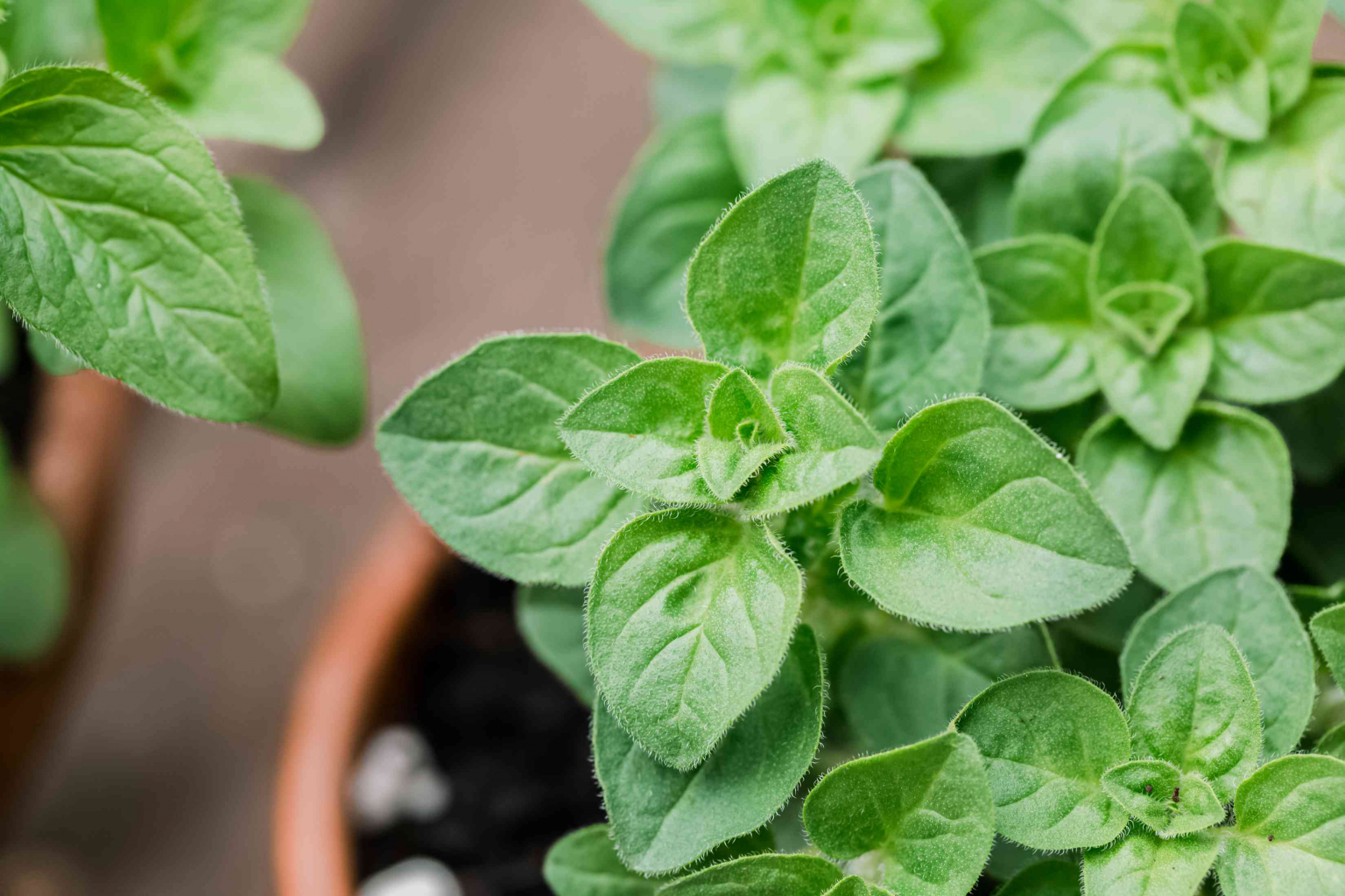 9 Safe Herbs For Dogs - How to Improve Your Dog's Health?