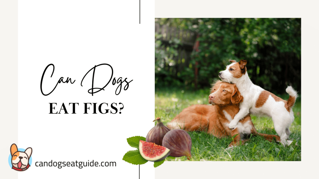 Can Dogs Eat Figs? 6 Benefits & 3 Risks - Is It Safe Or No?