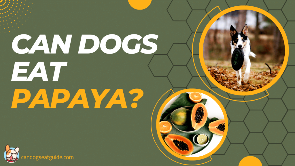 Can Dogs Eat Figs? 6 Benefits & 3 Risks - Is It Safe Or No?