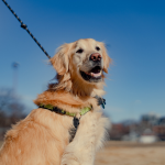 Can Dogs Eat Figs? 6 Benefits & 3 Risks - Is It Safe Or No?