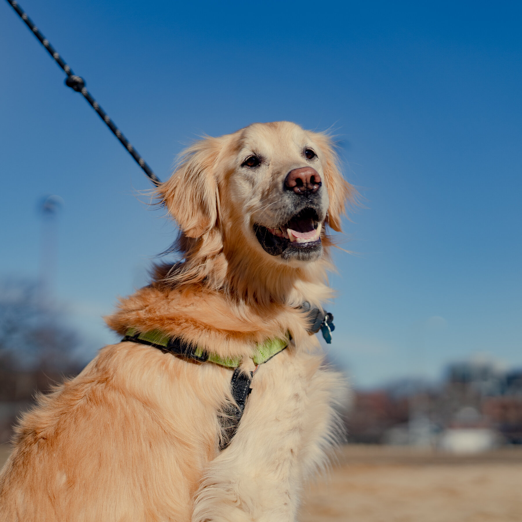 Can Dogs Eat Figs? 6 Benefits & 3 Risks - Is It Safe Or No?